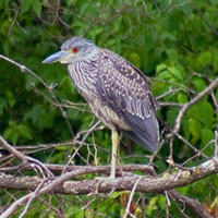 Umber Eyed Bird – TOCC TV